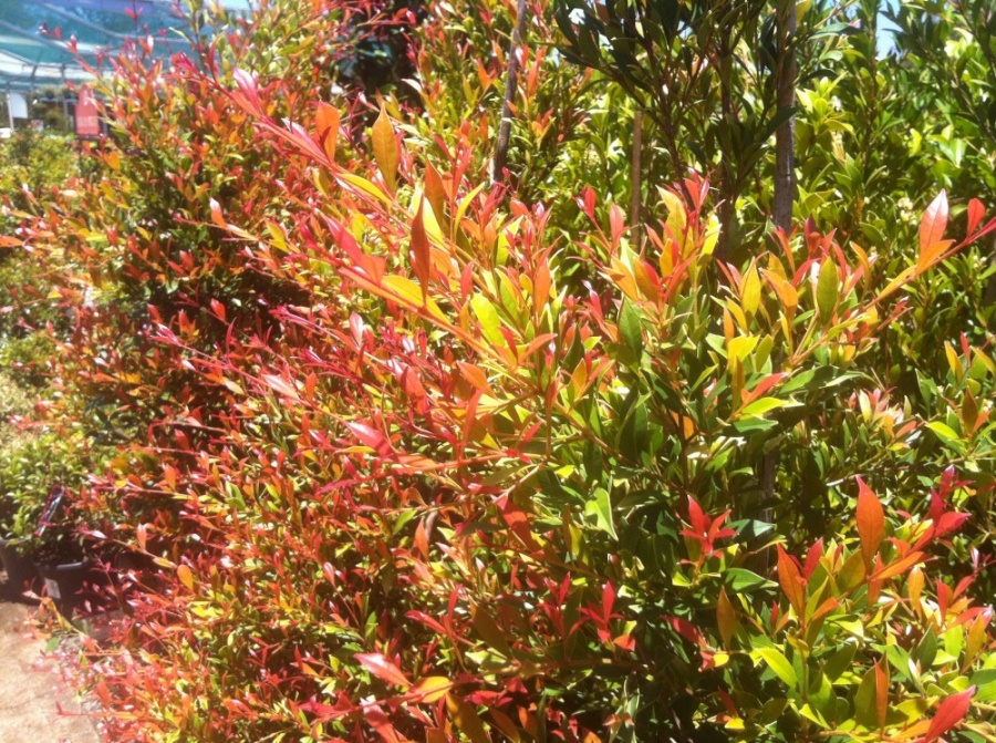 Acmena smithii var. Minor 'Sunrise' - Small Leaf Lilly Pilly - Plant ...