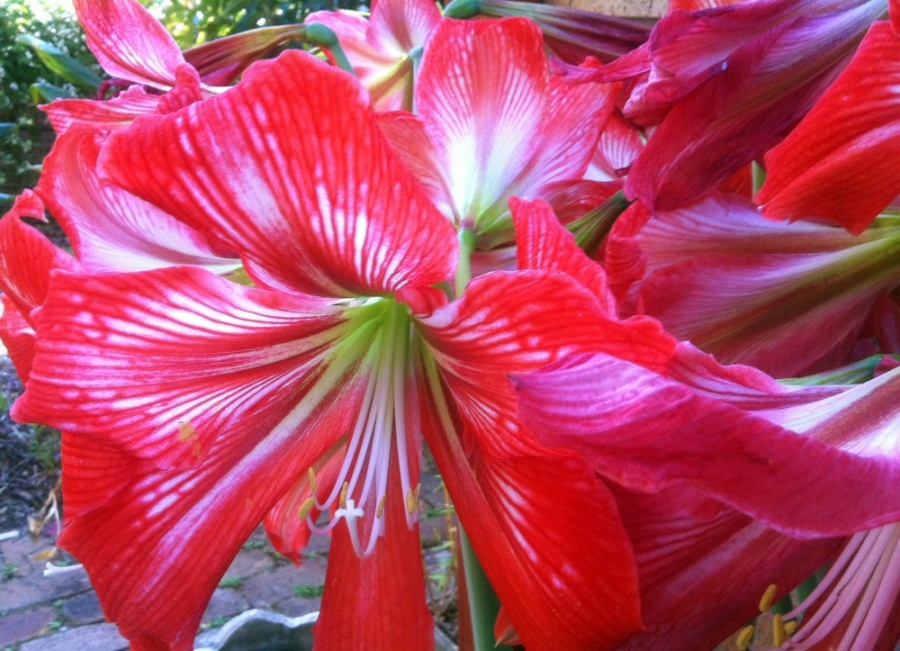 Hippeastrum Hybrids - Hippeastrum -Plant Photos & Information
