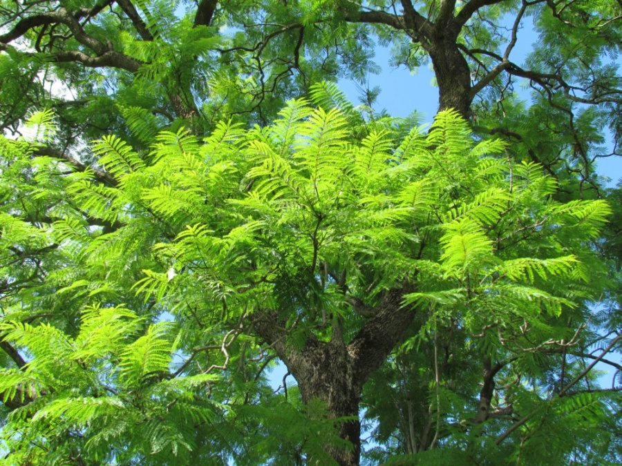 Jacaranda mimosifolia - Jacaranda - Plant Photos & Information