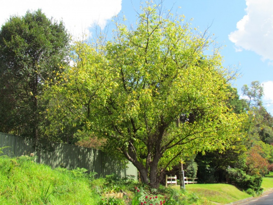 Acer Negundo - Box-Elder Maple- Plant Photos & Information