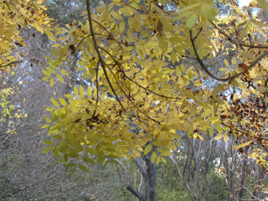 Fraxinus excelsior 'Aurea' - Golden Ash - Plant Photos & Information
