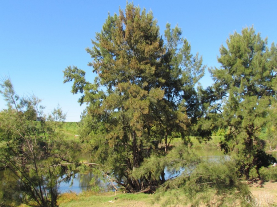 Casuarina glauca - Swamp She Oak - Plant Photos & Information