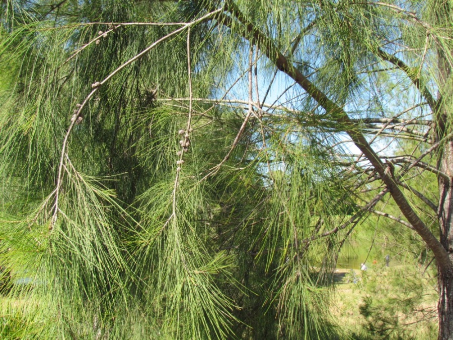 Casuarina glauca - Swamp She Oak - Plant Photos & Information