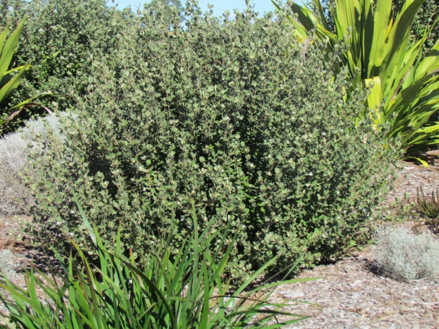 Correa alba - White Correa - Plant Photos & Information