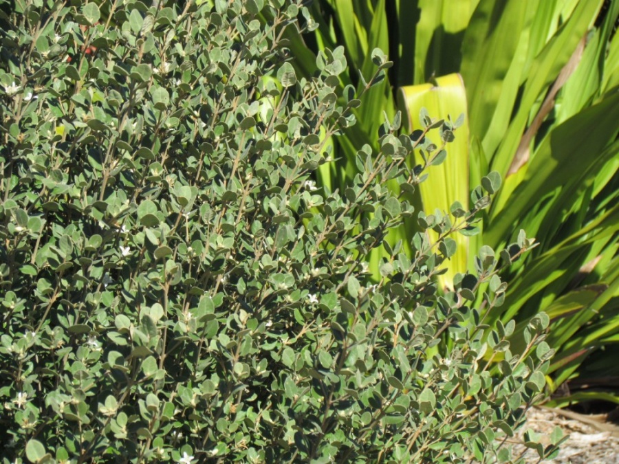 Correa alba - White Correa - Plant Photos & Information