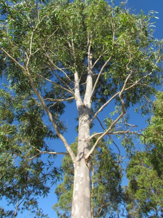 Corymbia maculata - Spotted Gum - Plant Photos & Information