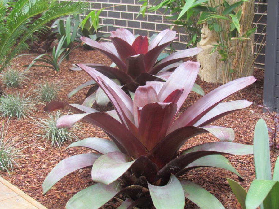 Alcantarea imperialis ‘Rubra’ - Imperial Bromeliad - Plant Photos ...
