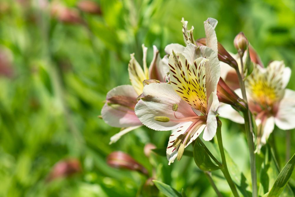 Pink Peruvian Lilies Alstroemeria Ligtu, Peruvian Lily, St. Martin's