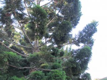 Araucaria cunninghamii - Hoop Pine - Plant Photos & Information