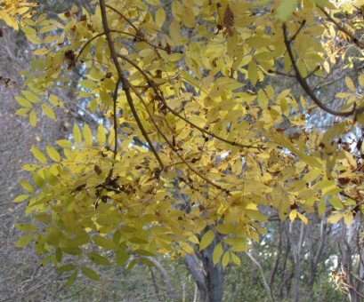 Fraxinus excelsior 'Aurea' - Golden Ash - Plant Photos & Information